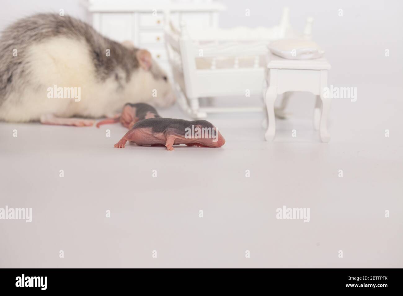 Virus isolation concept. Rat mom and her little bald children in a ...
