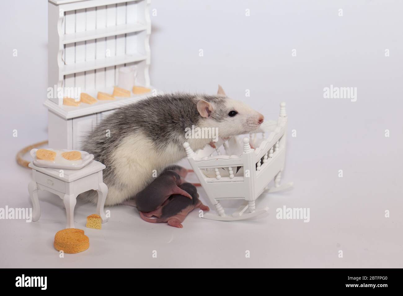 Virus isolation concept. Rat mom and her little bald children in a ...