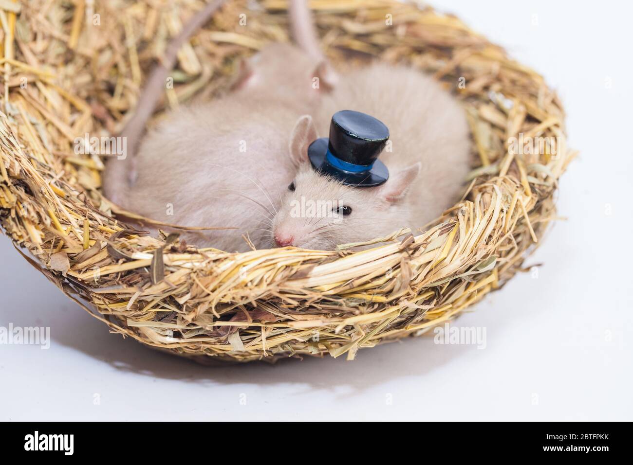 Rat in nest grass hi-res stock photography and images - Alamy