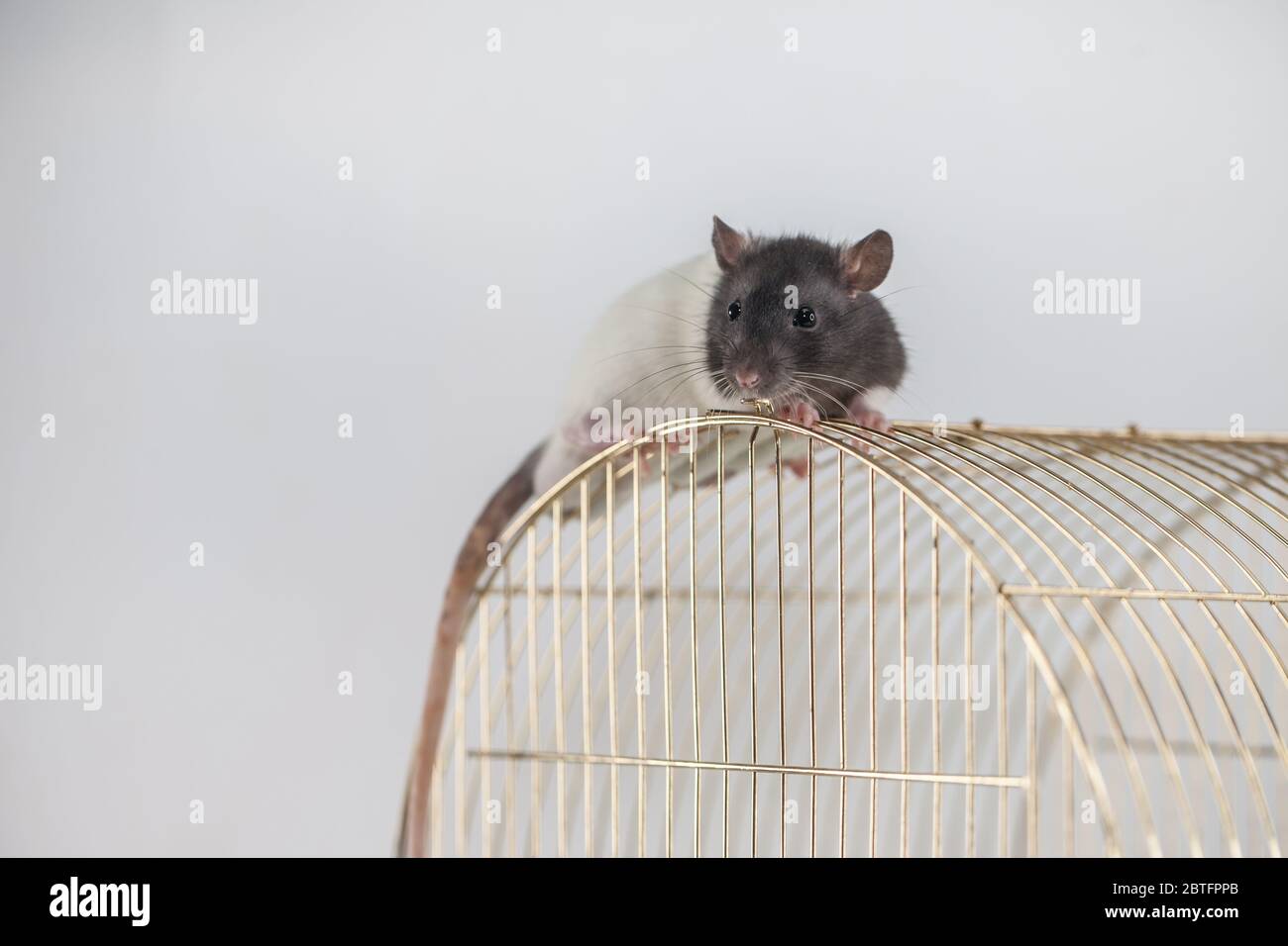 Pandemic Isolation Concept. The rat is on the roof of its cage Stock ...