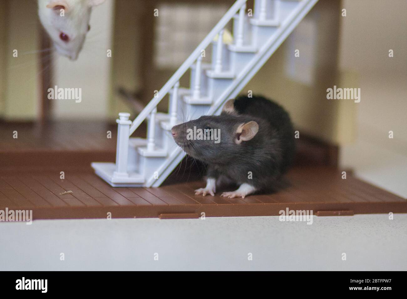 Isolation do it yourself concept. Coveid-19 pandemic prevention ...