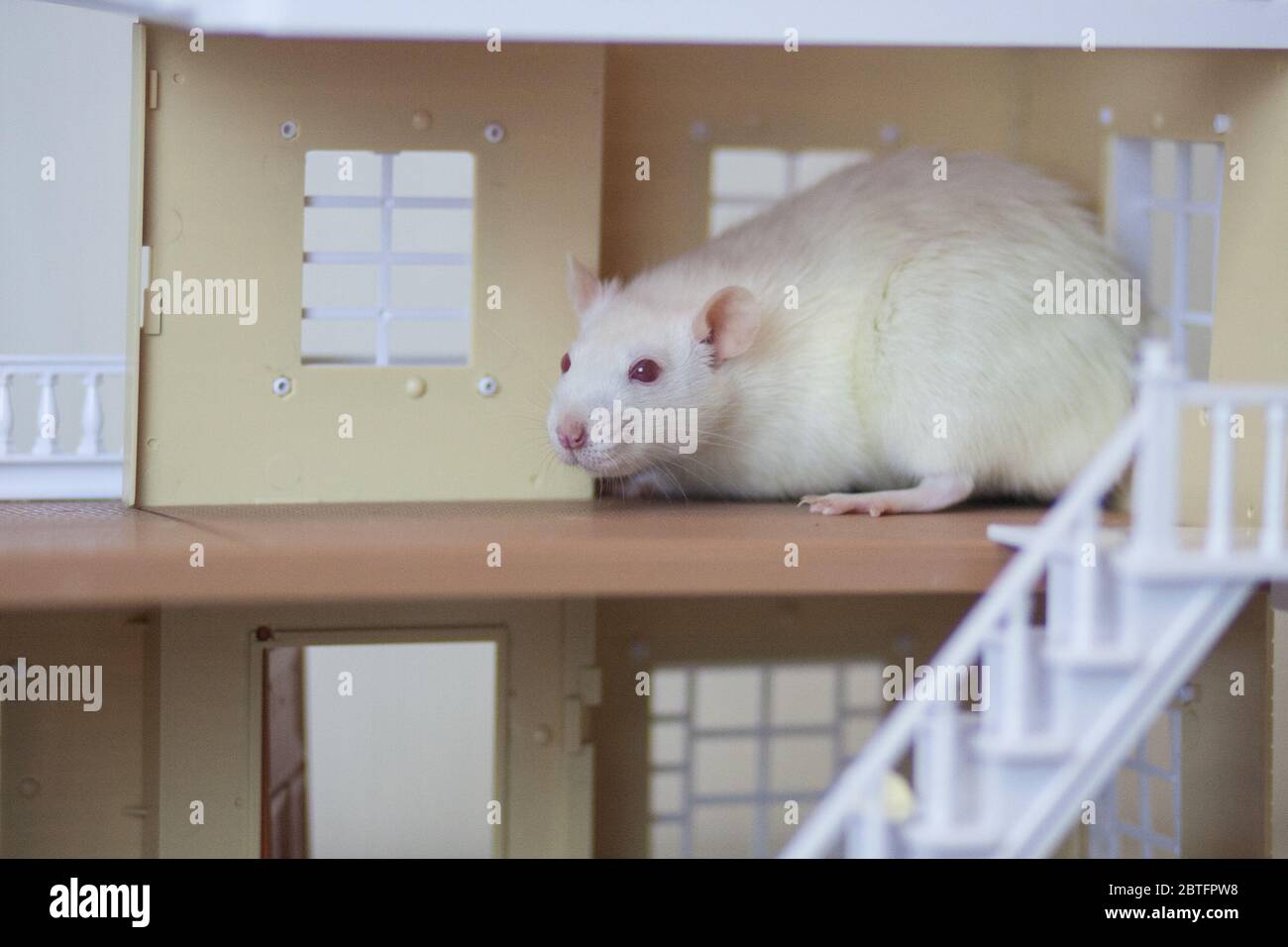 Isolation do it yourself concept. Coveid-19 pandemic prevention ...