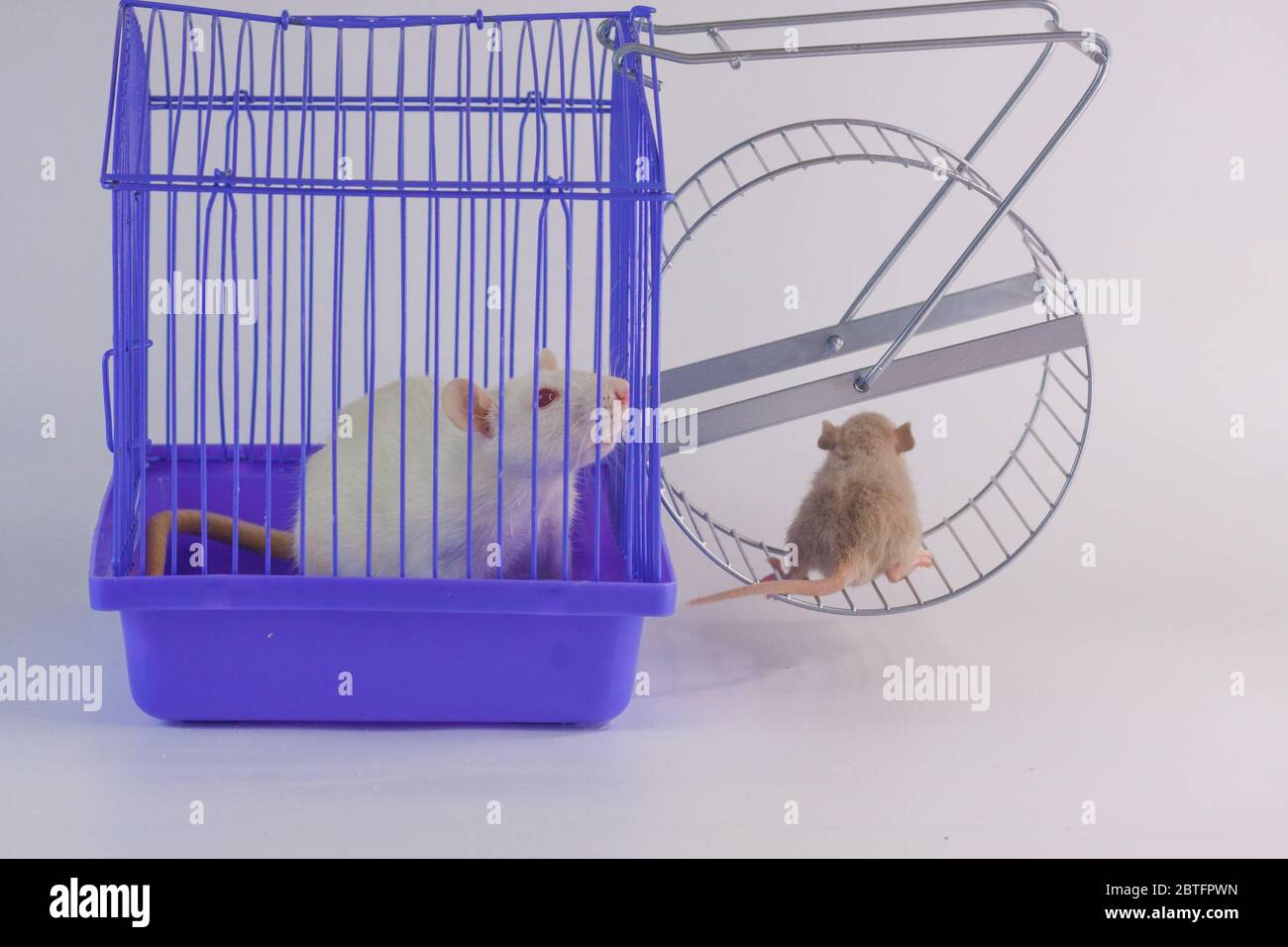 Isolation do it yourself concept. Coveid-19 pandemic prevention ...