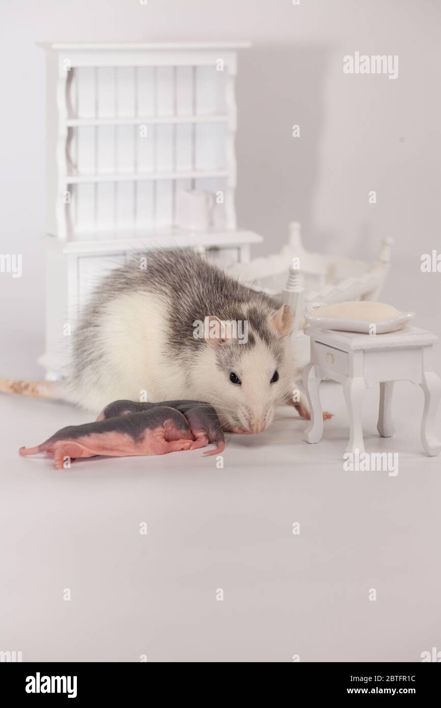 Virus isolation concept. Rat mom and her little bald children in a ...