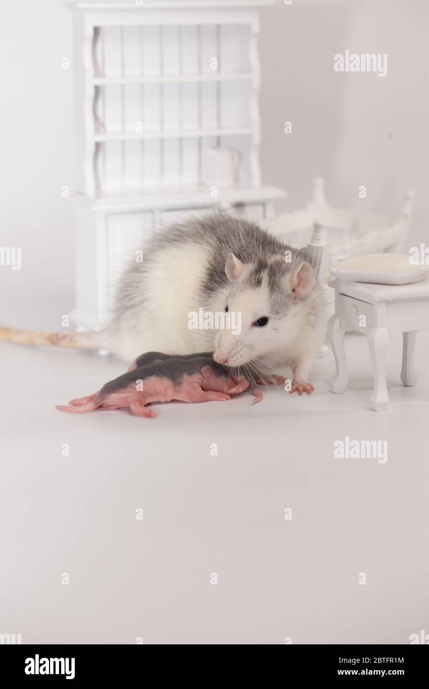 Virus isolation concept. Rat mom and her little bald children in a ...