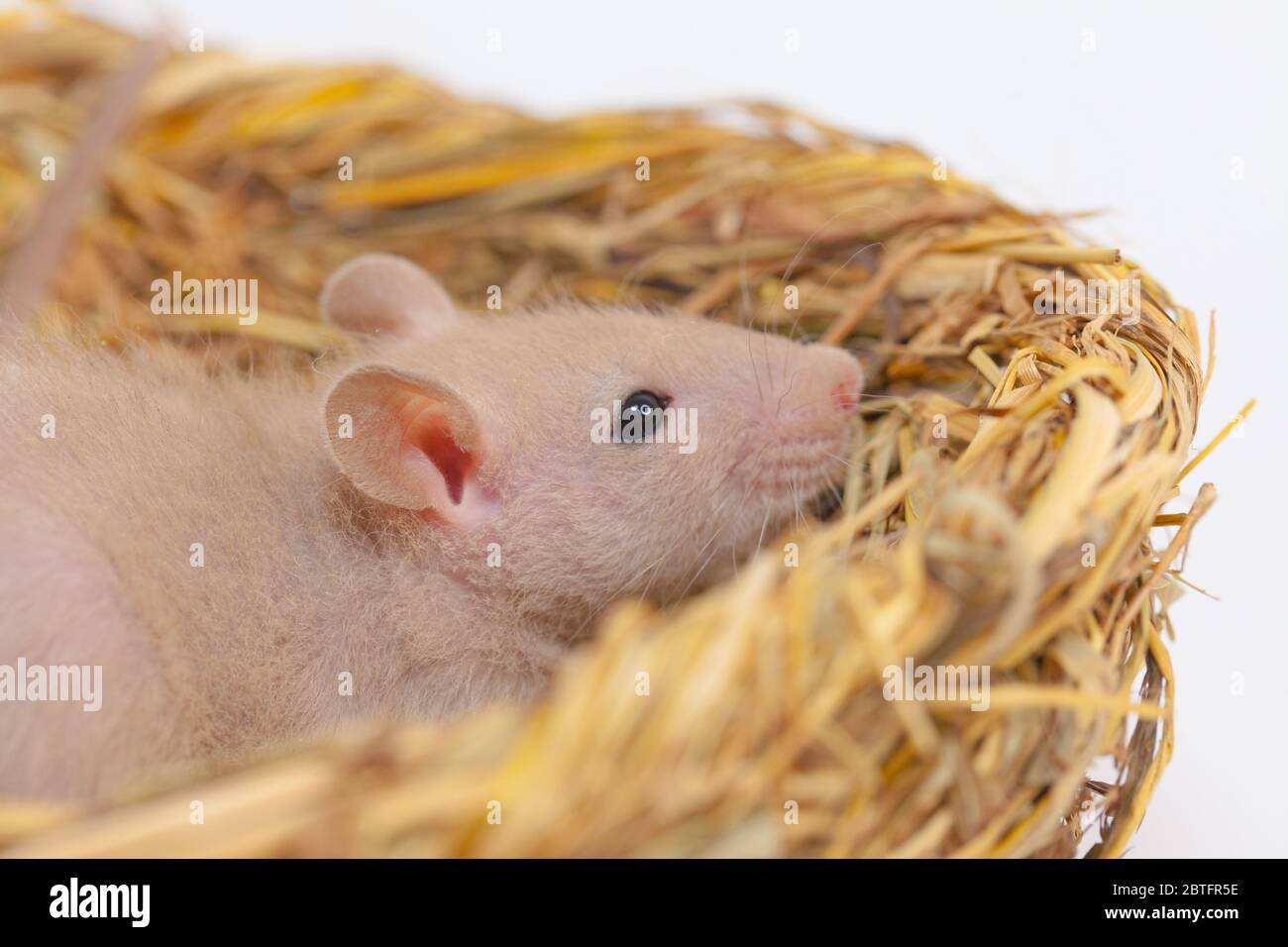Virus isolation concept. Rat rat nest of grass Stock Photo - Alamy