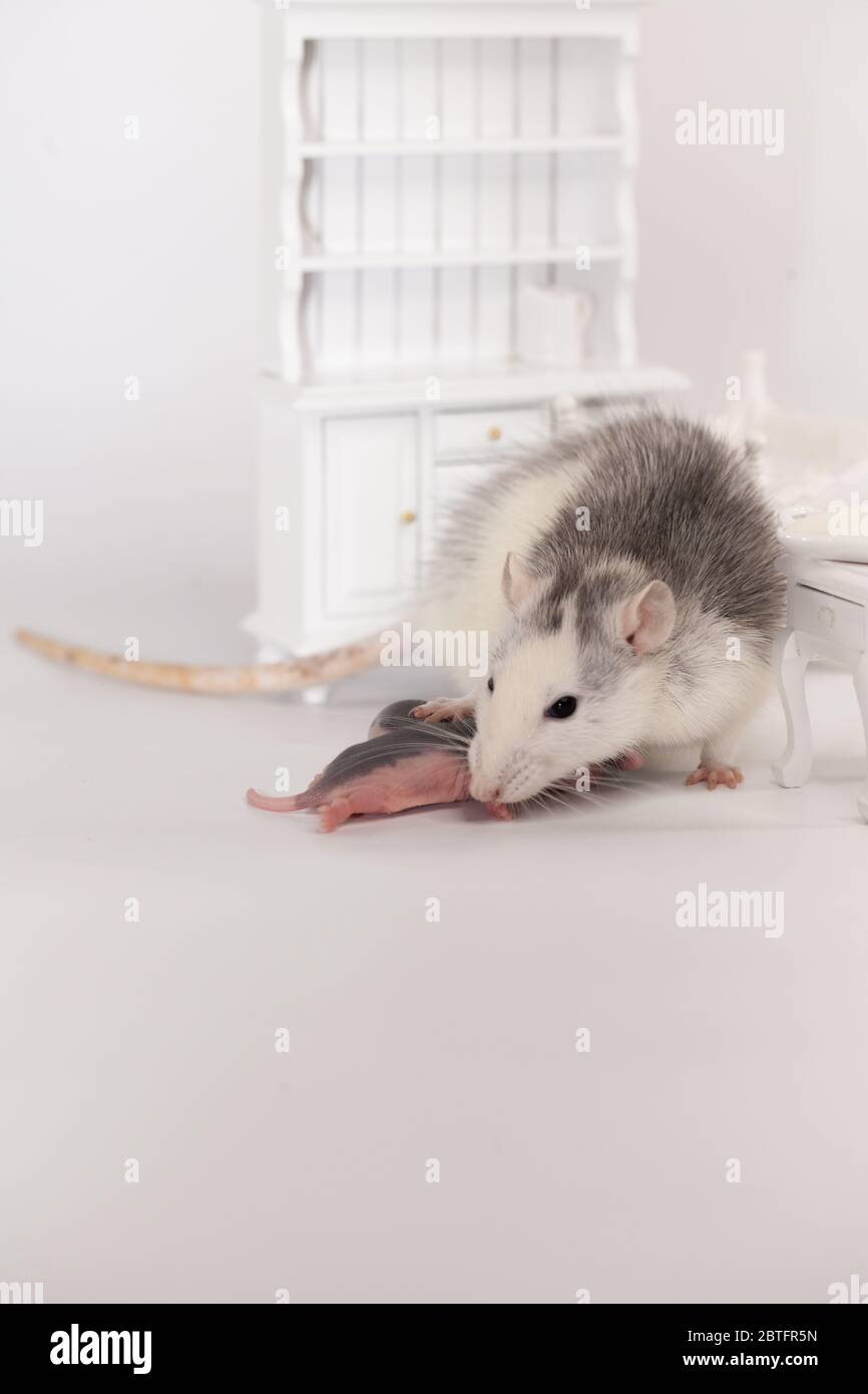 Virus isolation concept. Rat mom and her little bald children in a ...