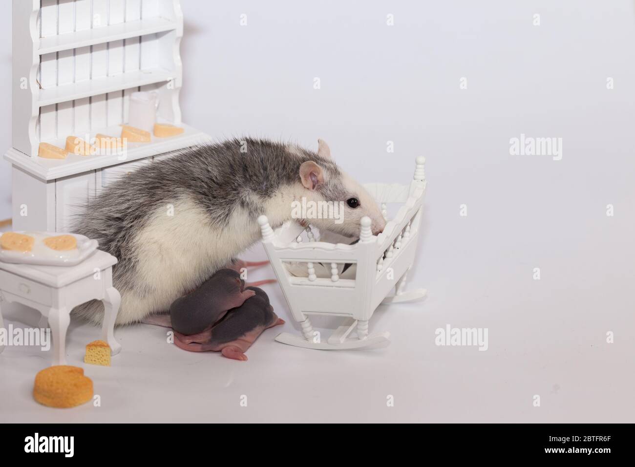 Virus isolation concept. Rat mom and her little bald children in a ...