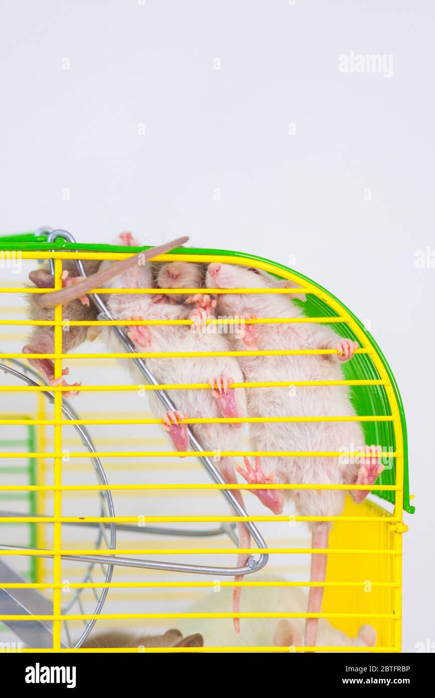 Isolation do it yourself concept. Coveid-19 pandemic prevention ...