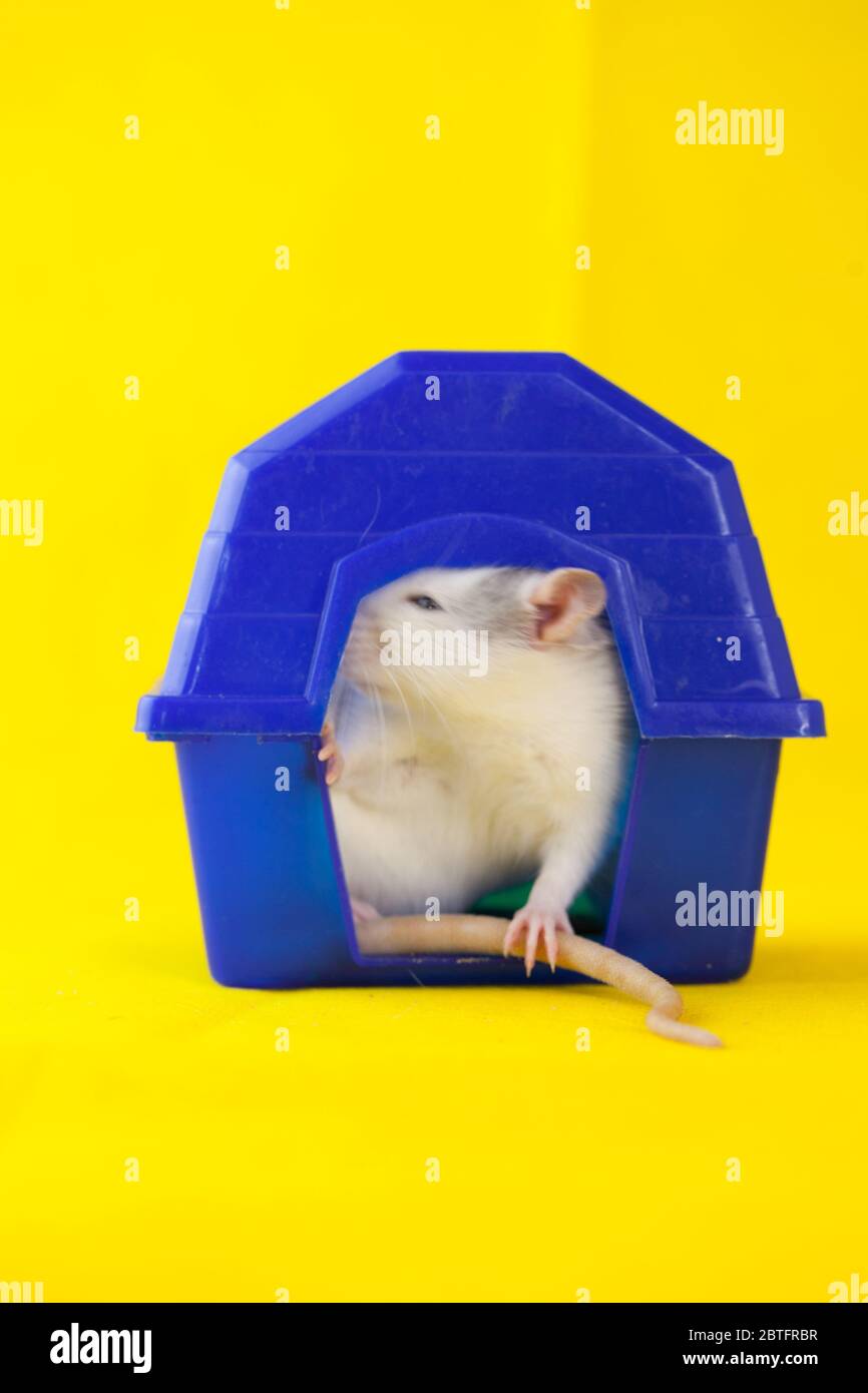 Isolation do it yourself concept. Coveid-19 pandemic prevention ...