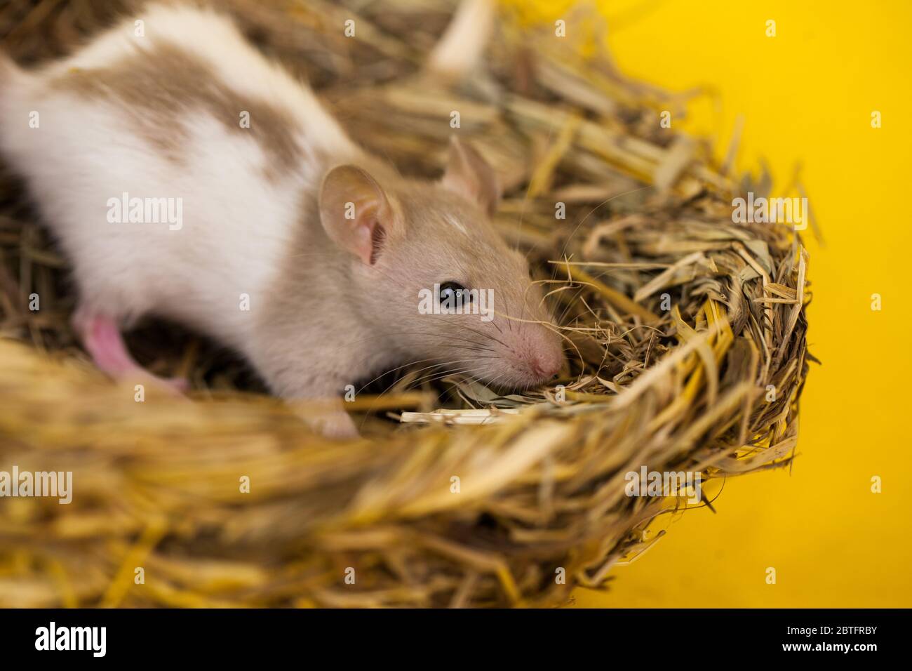 Rat in nest grass hi-res stock photography and images - Alamy