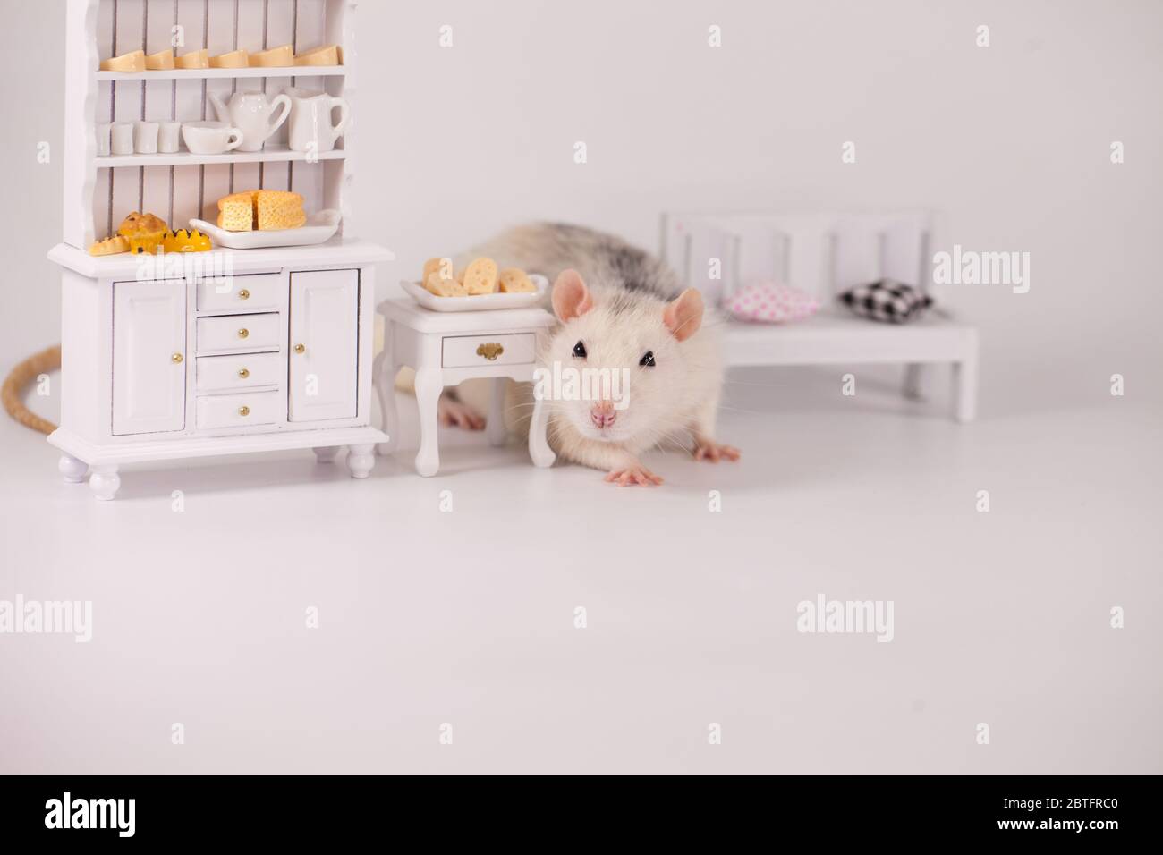 Virus isolation concept. Rat in a white room among the furniture. Rat ...