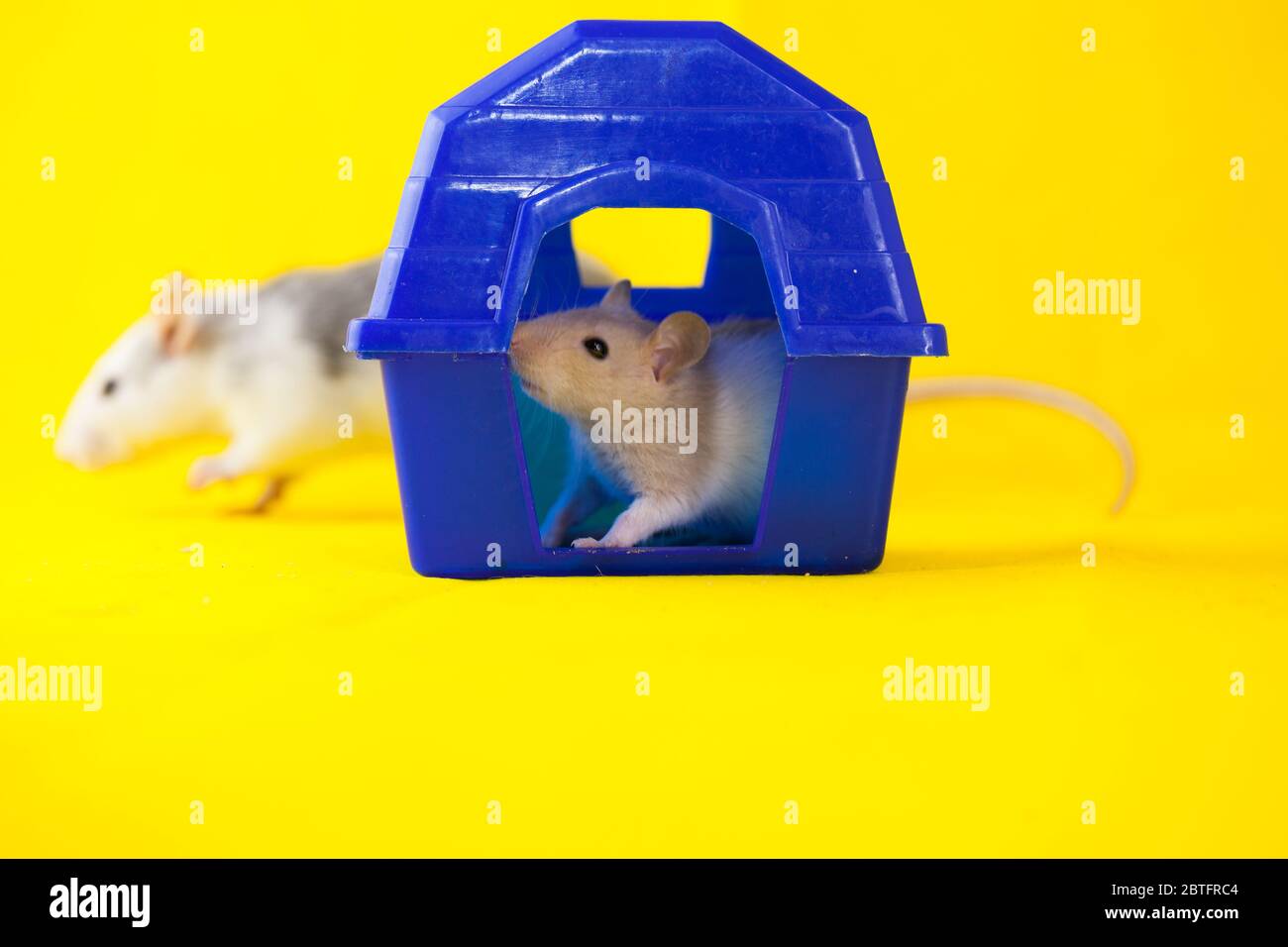 Isolation do it yourself concept. Coveid-19 pandemic prevention ...