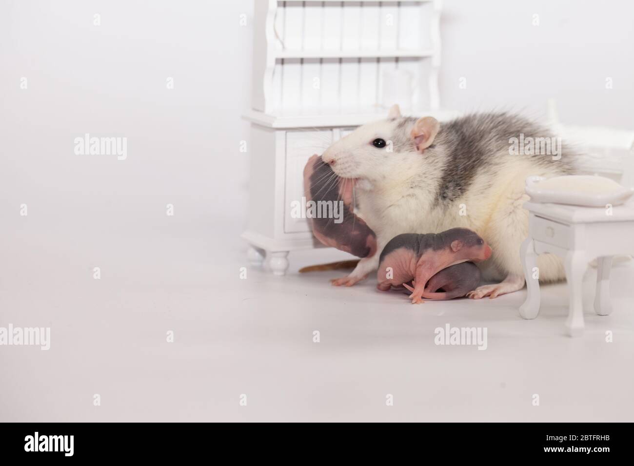 Virus isolation concept. Rat mom and her little bald children in a ...