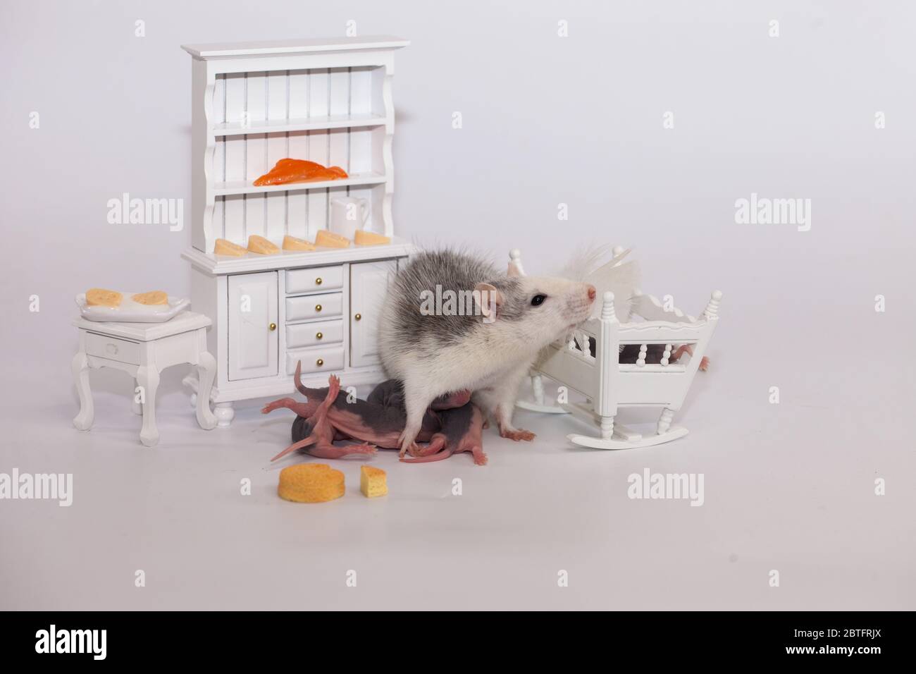 Virus isolation concept. Rat mom and her little bald children in a ...