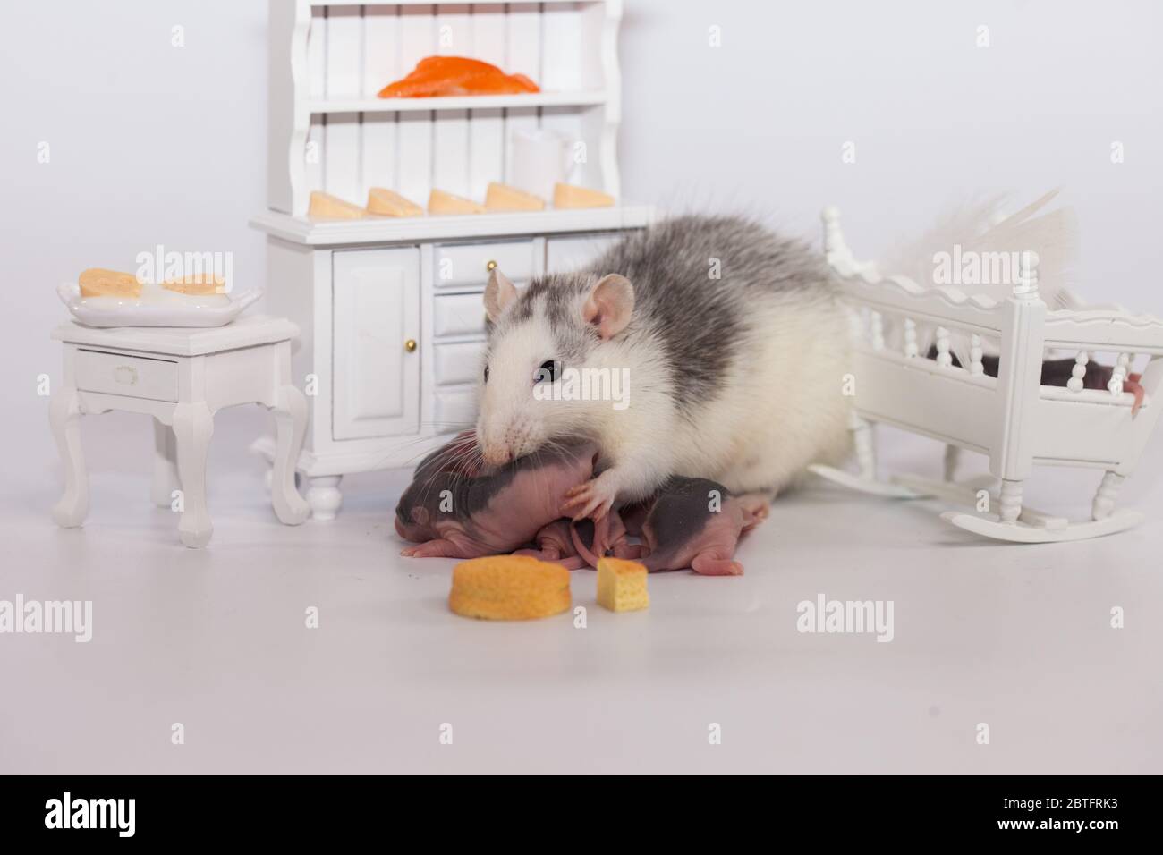 Virus isolation concept. Rat mom and her little bald children in a ...