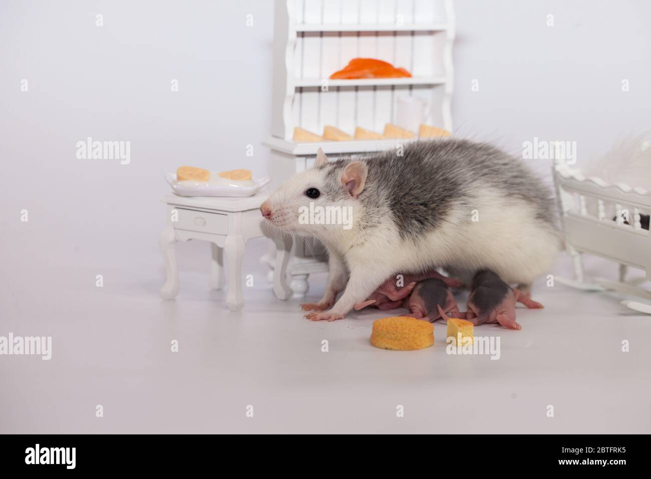 Virus isolation concept. Rat mom and her little bald children in a ...