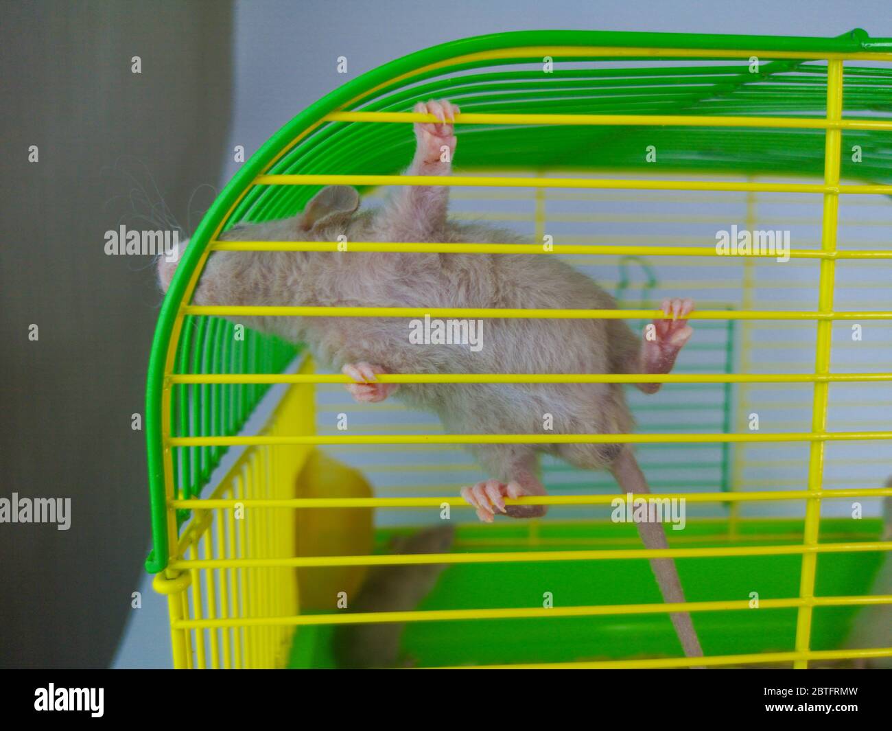 self isolation concept. Rats in a cage Stock Photo - Alamy