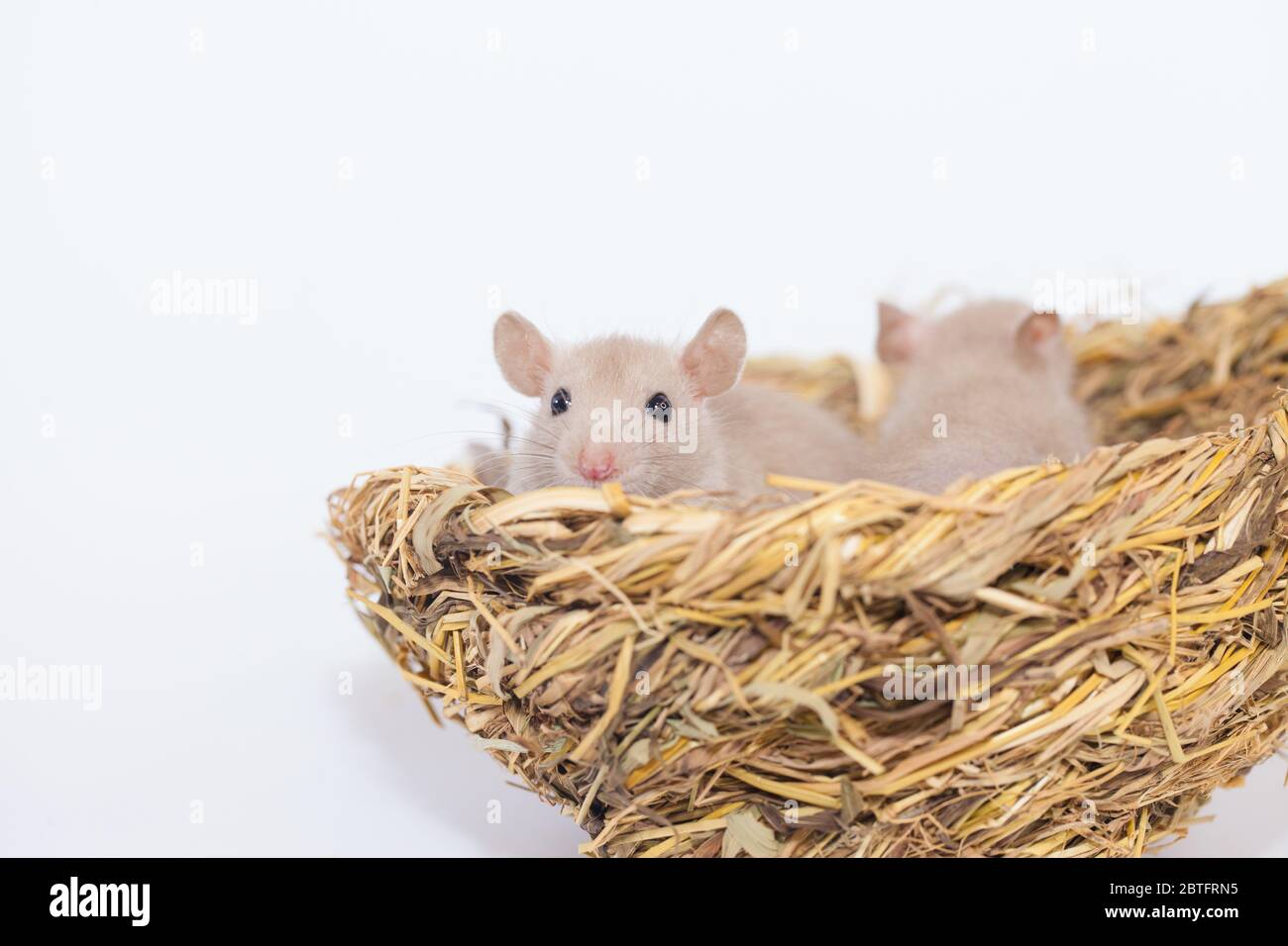 Virus isolation concept. Rat rat nest of grass Stock Photo - Alamy