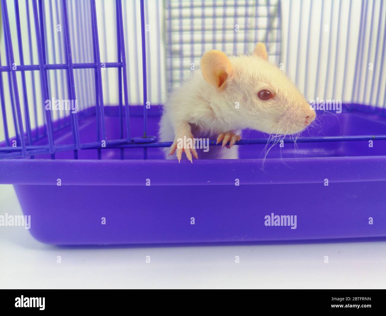 self isolation concept. Rats in a cage Stock Photo - Alamy