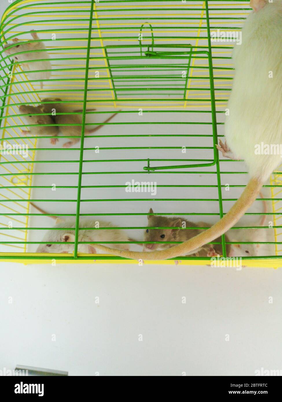 self isolation concept. Rats in a cage Stock Photo - Alamy