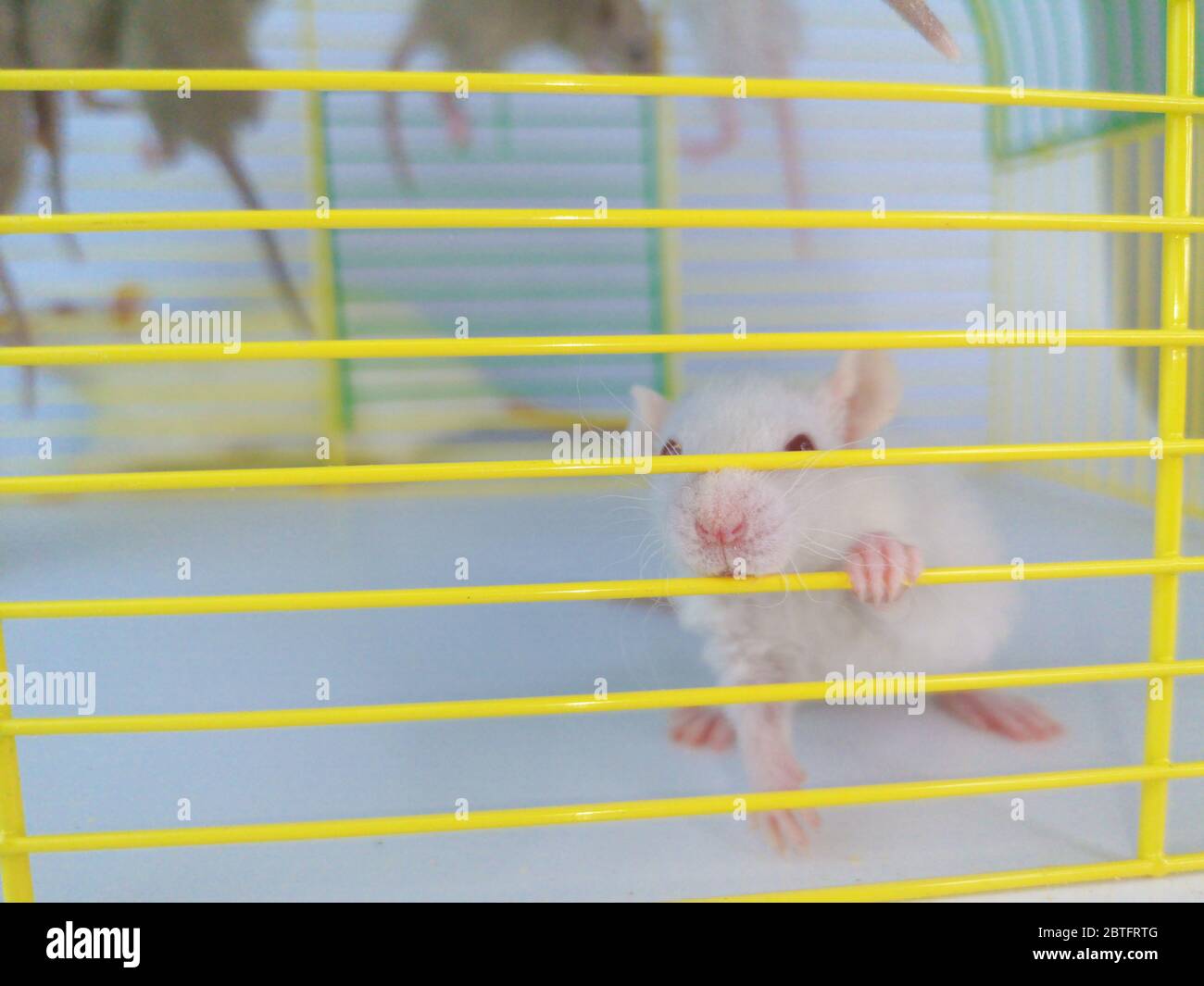 self isolation concept. Rats in a cage Stock Photo - Alamy