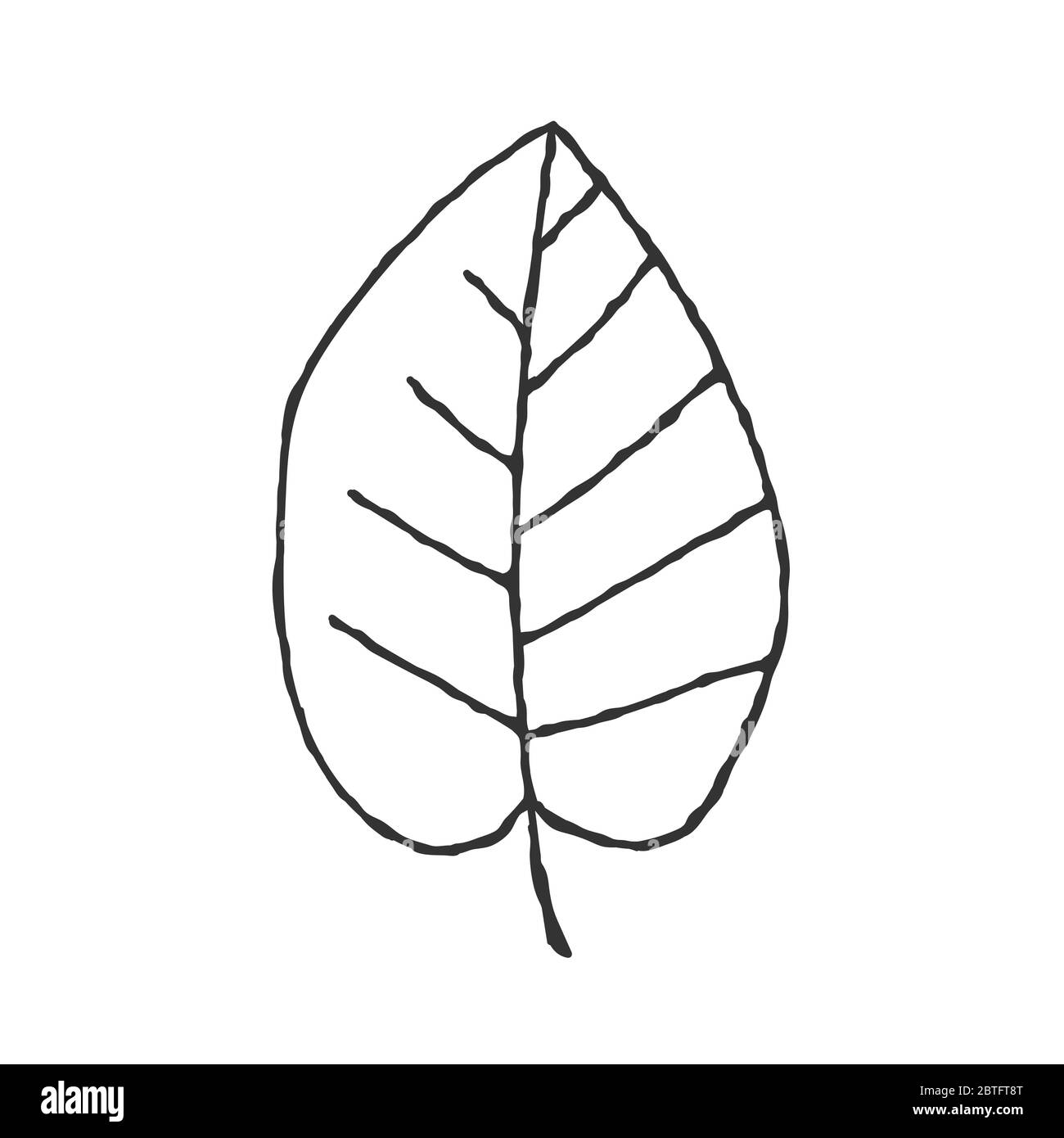 Vector hand-drawn illustration of a plant leaf in the Doodle style. An ...
