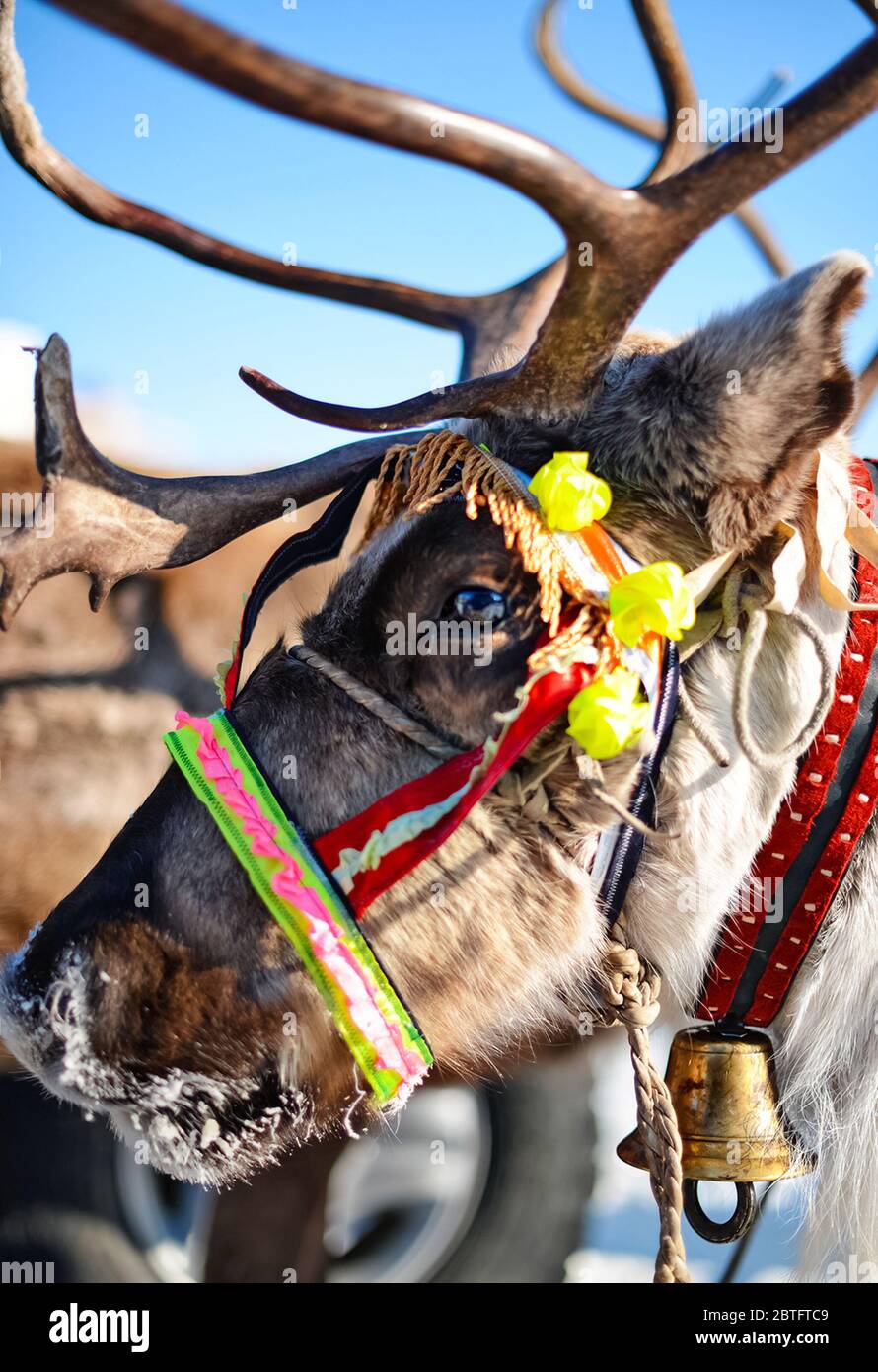 Domestic caribou hi-res stock photography and images - Alamy