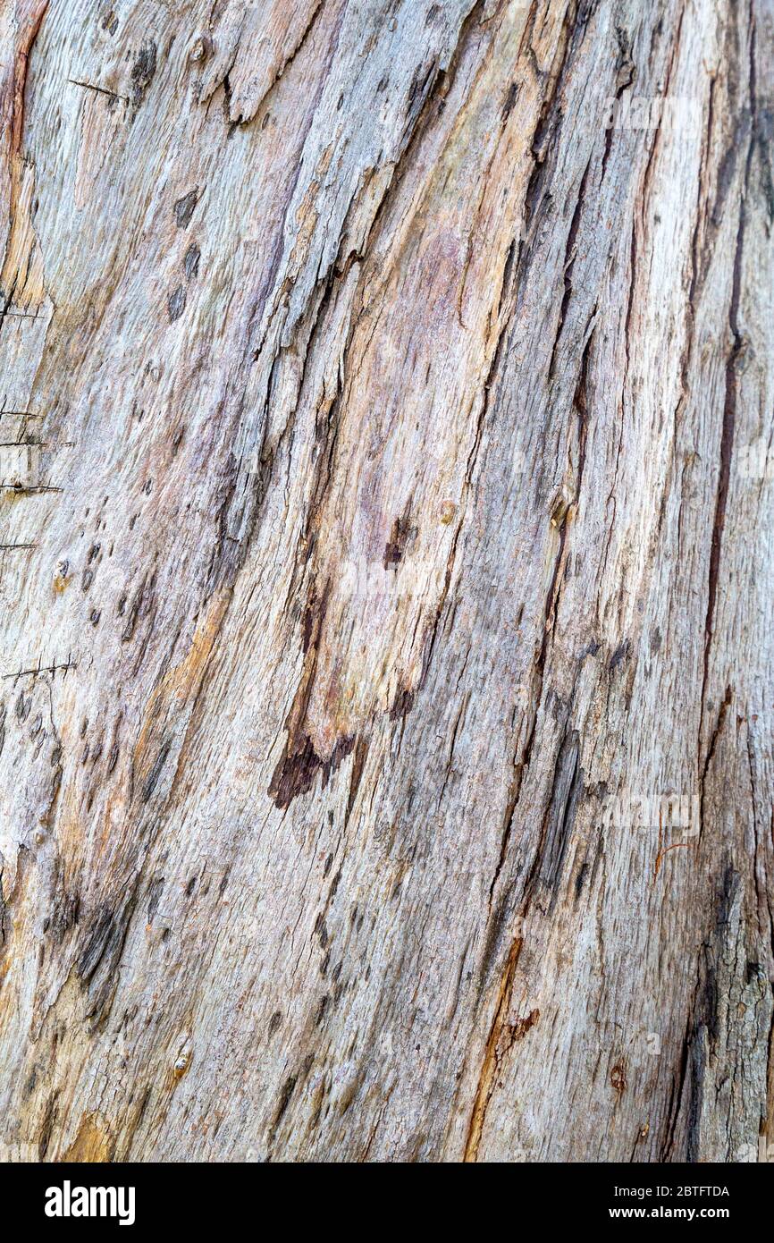 Body texture hi-res stock photography and images - Alamy