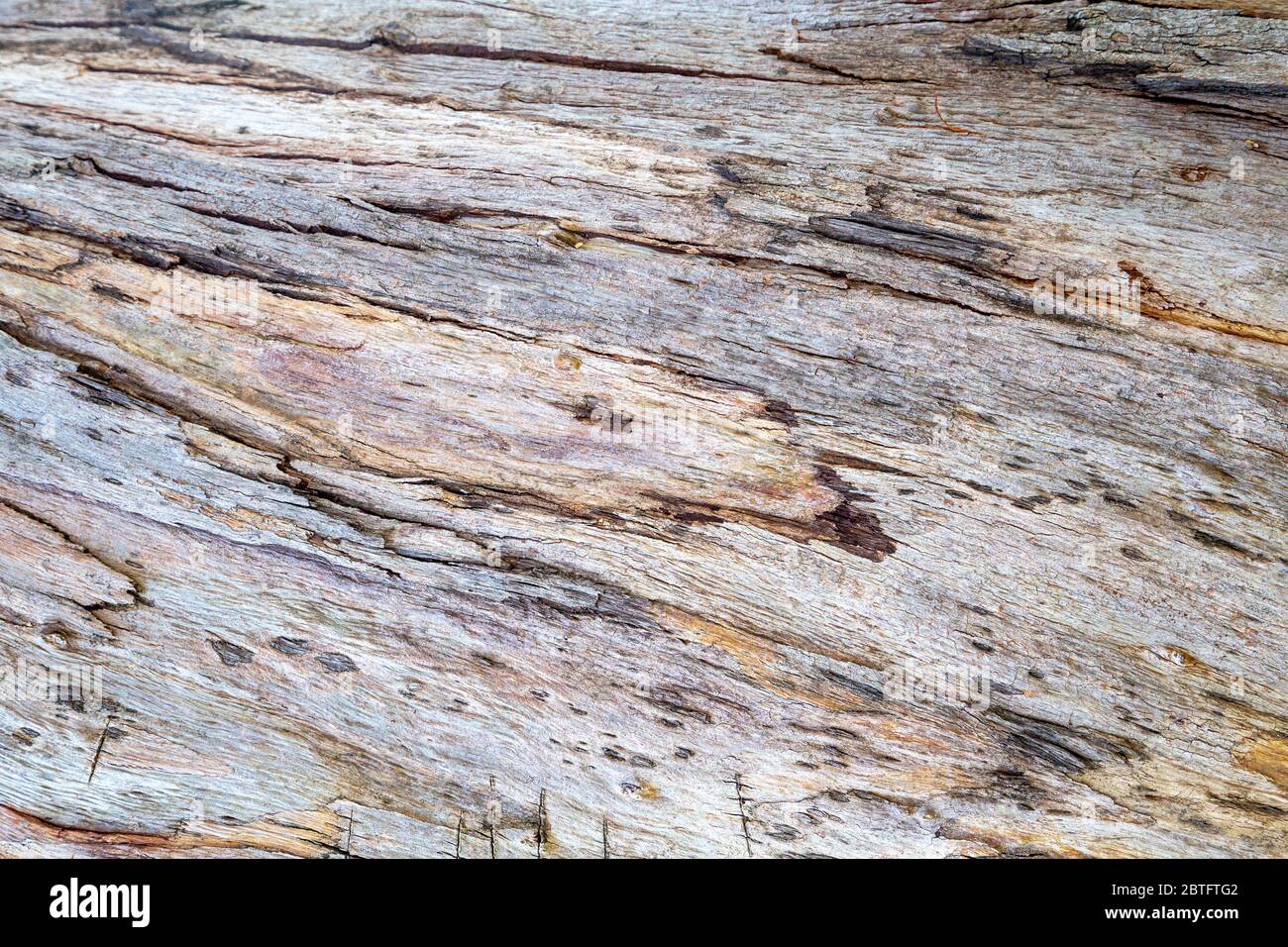 Tree body garden plant hi-res stock photography and images - Alamy