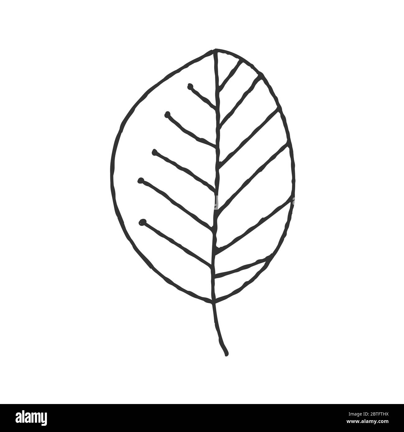 Vector hand-drawn illustration of a plant leaf in the Doodle style. An ...