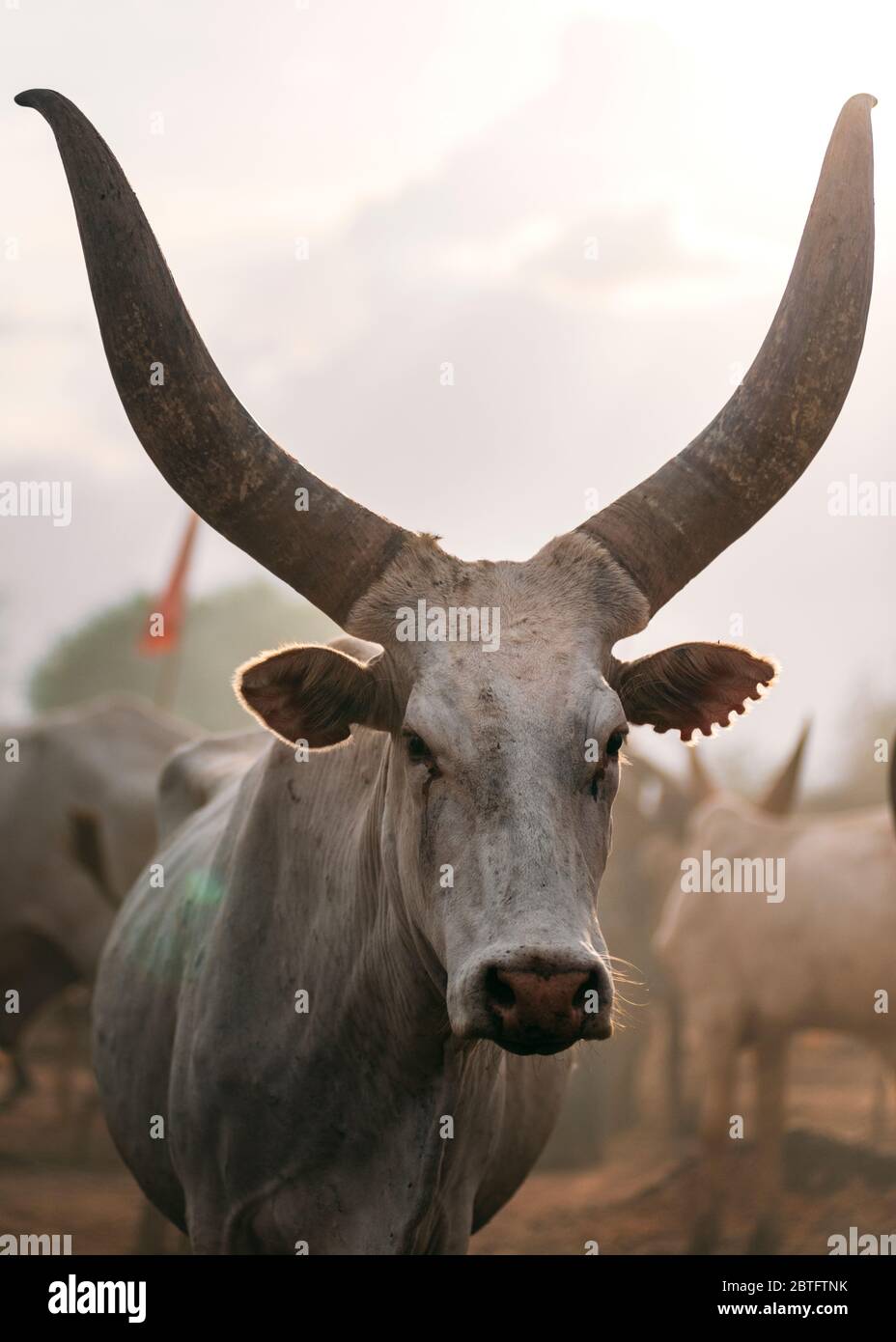 Horned cow at dusk hi-res stock photography and images - Alamy