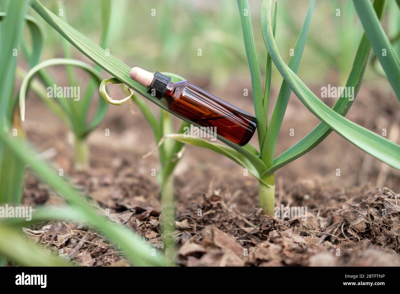 Natural cosmetic oil bottle on macro green plant. Balancing composition ...