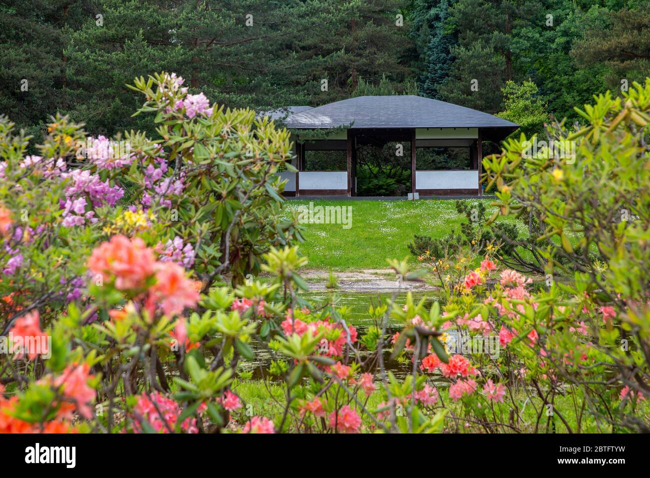 Blossoming rhododendrons in Japanese garden in Moscow and pavilion at ...