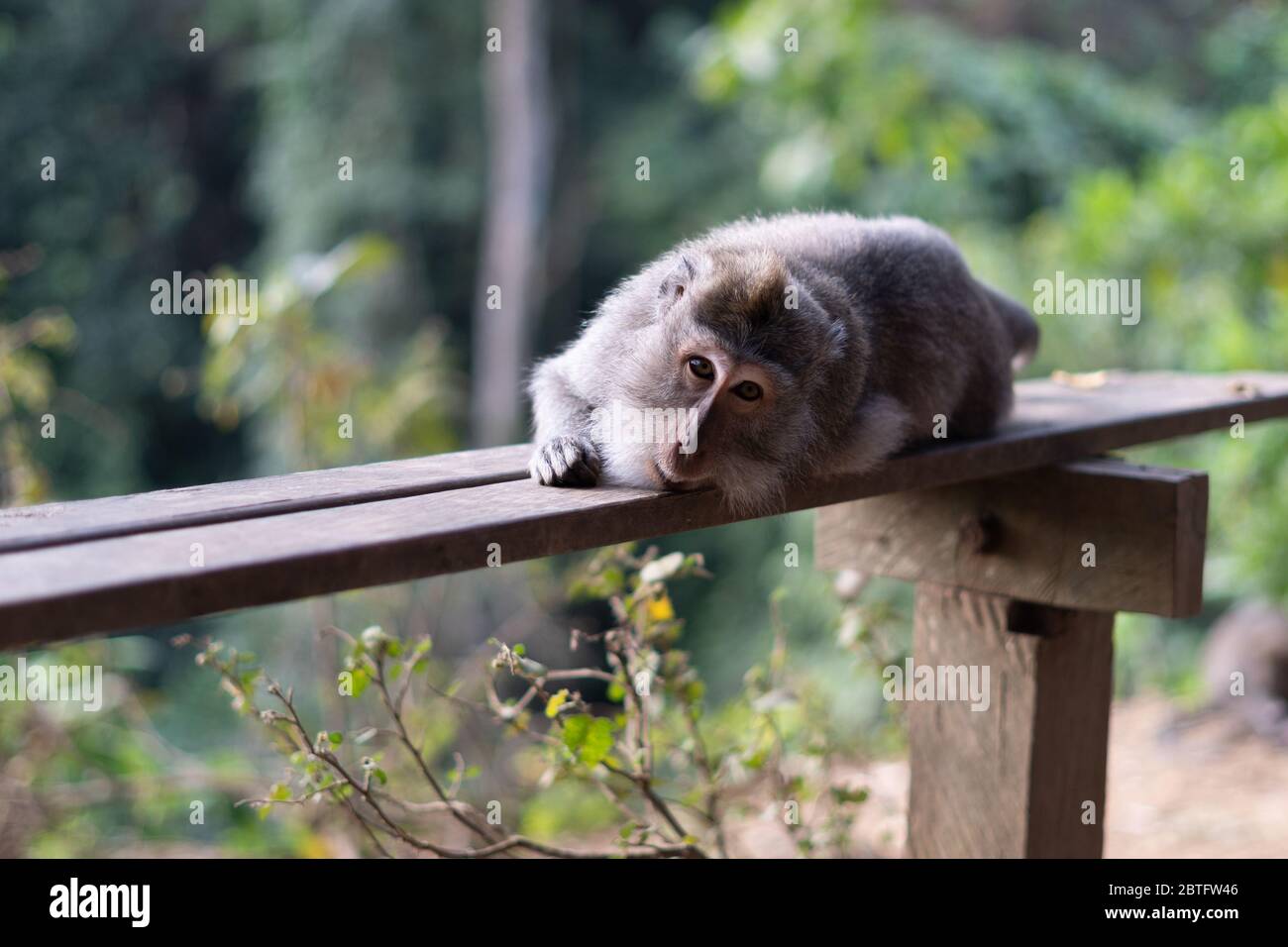 Monkey laying in tree hi-res stock photography and images - Alamy
