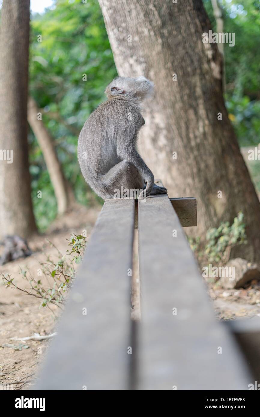 laying monkey taking rest on wood chair at Sacred Monkey Forest ...