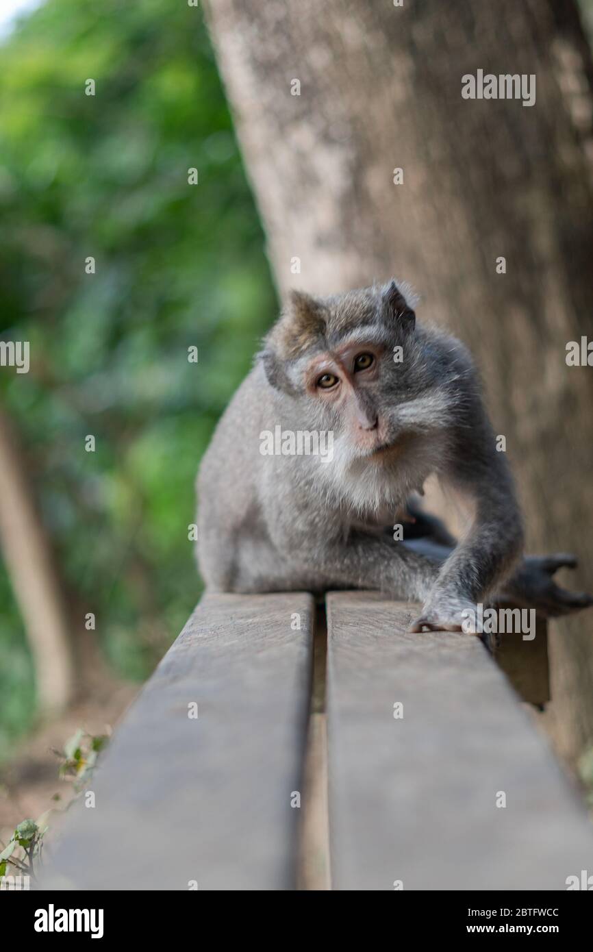 Monkey sitting on chair hi-res stock photography and images - Alamy