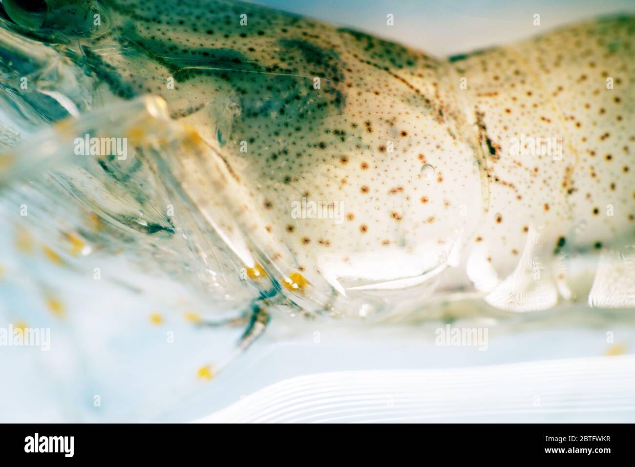 Rockpool shrimp (Palaemon elegans) from southern coast of Black Sea ...