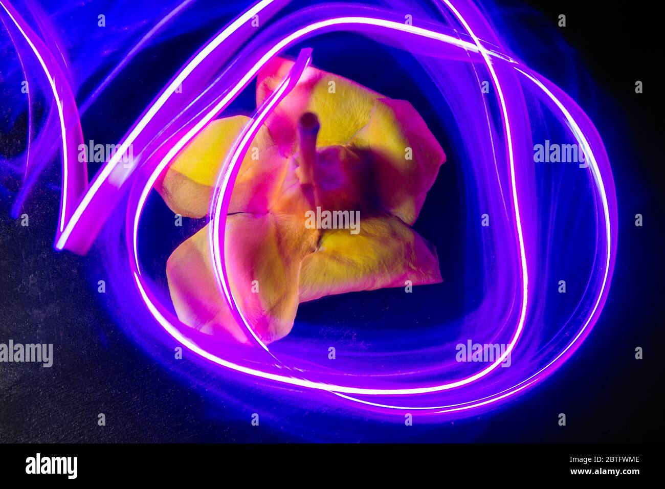 Tropical flowers in neon light at night. Flowers and unusual lighting ...