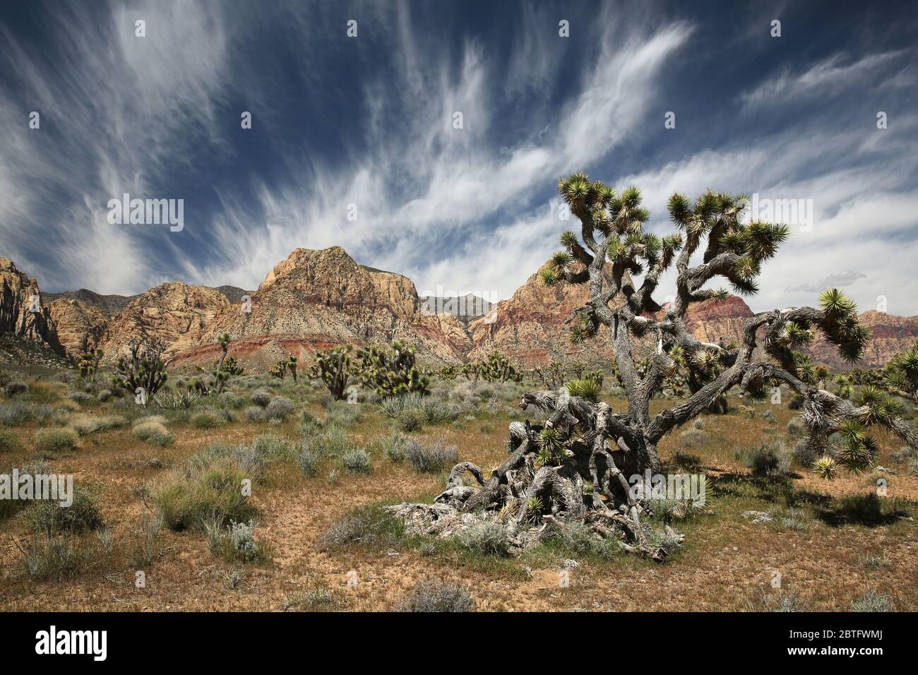 Joshua trees red rock hi-res stock photography and images - Alamy