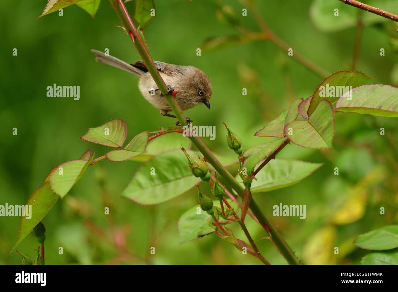 American Bushtit High Resolution Stock Photography and Images - Alamy
