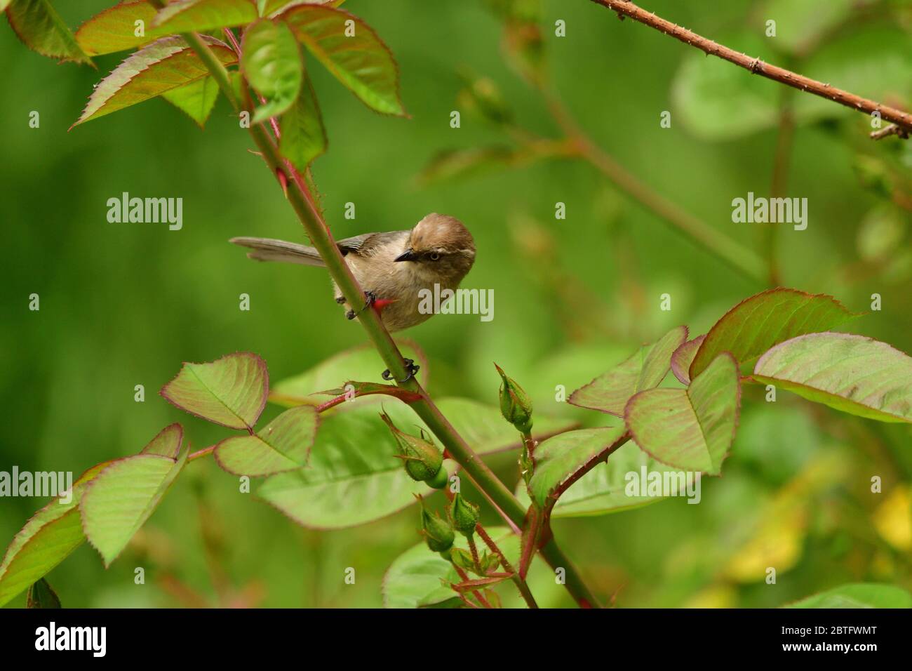 Bushtit hi-res stock photography and images - Alamy
