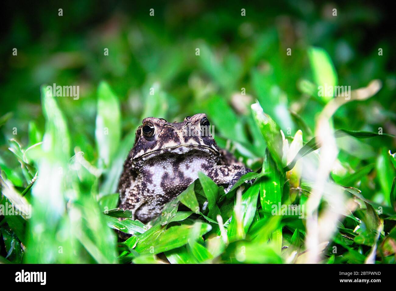 Ferguson's toad (Bufo fergusonii) in past Schneider's (dwarf) toad ...