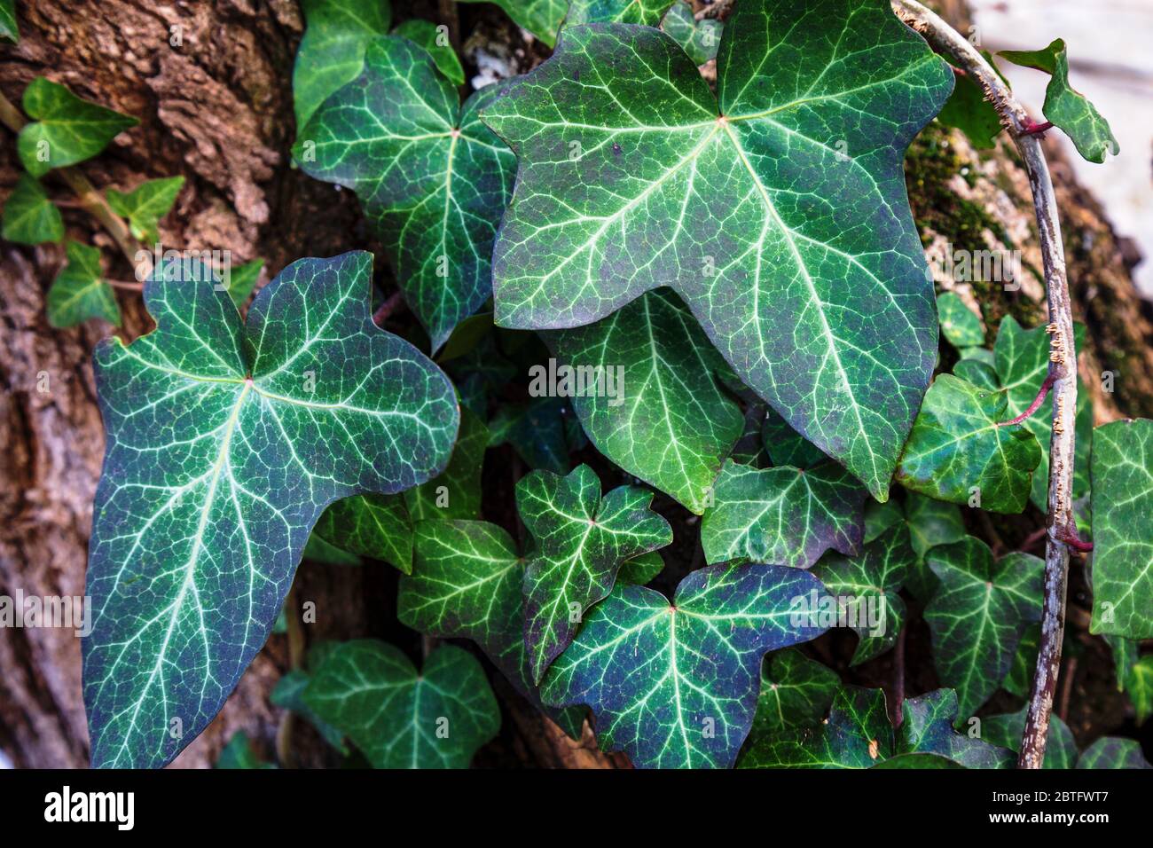 Vine wrapped around tree hi-res stock photography and images - Alamy