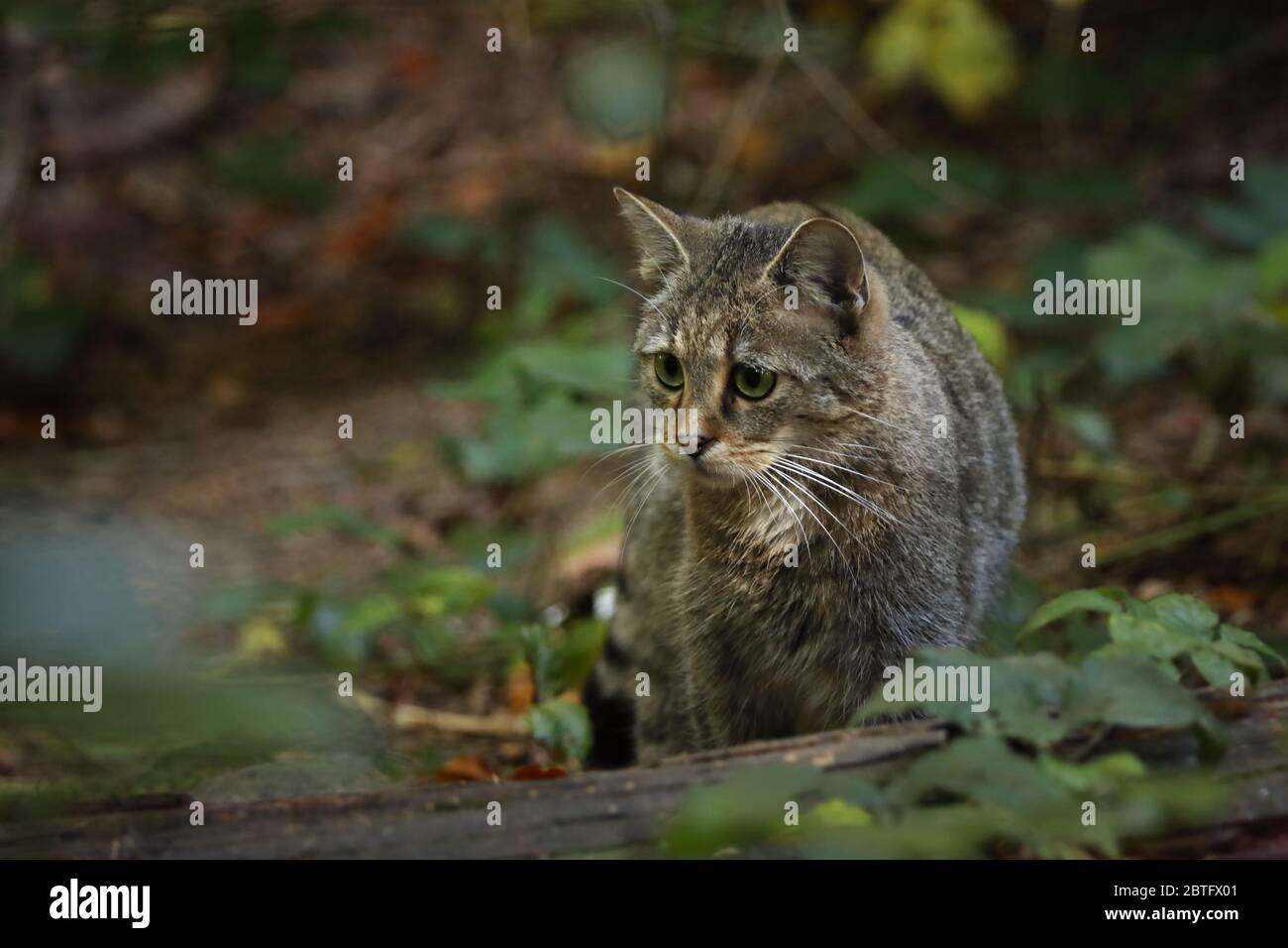 European wildcat forest wildcat felis hi-res stock photography and ...