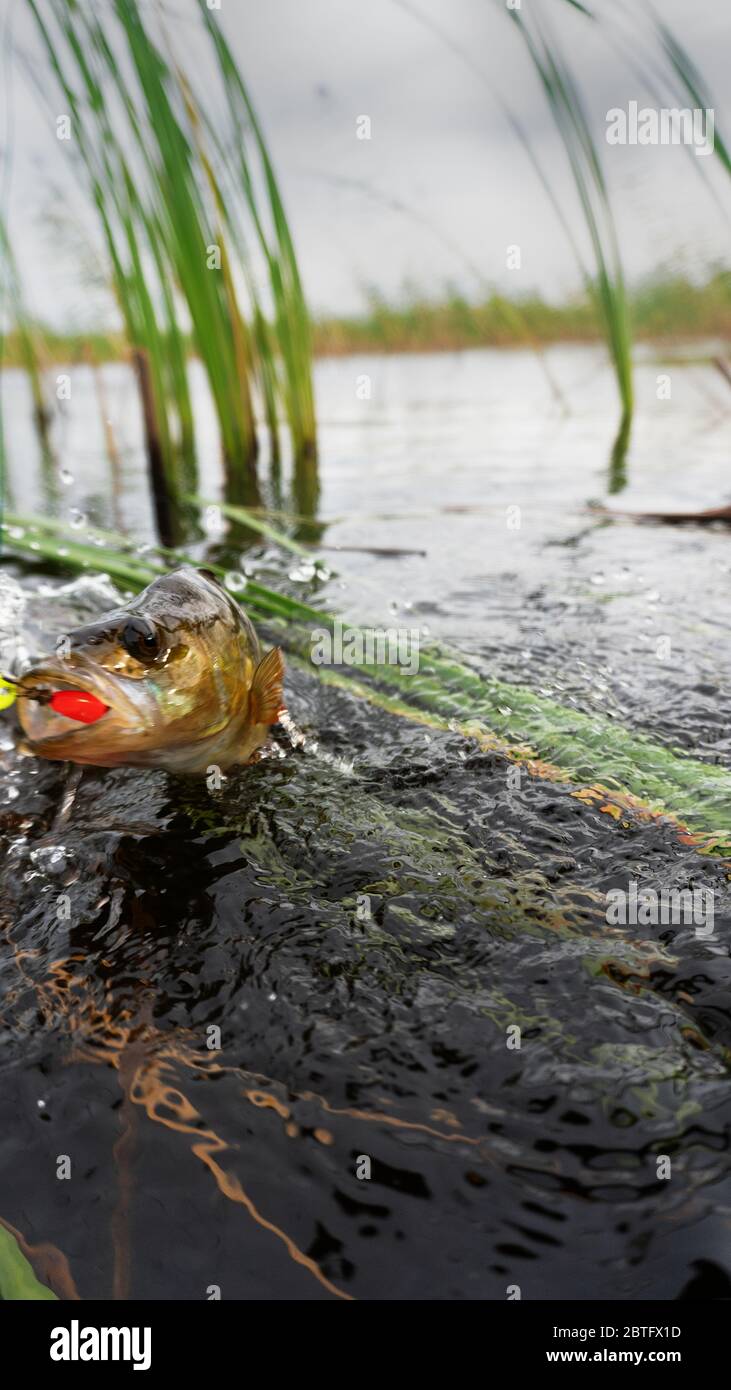 River perch in front of a river basin. Fishing spinning on perch lure ...