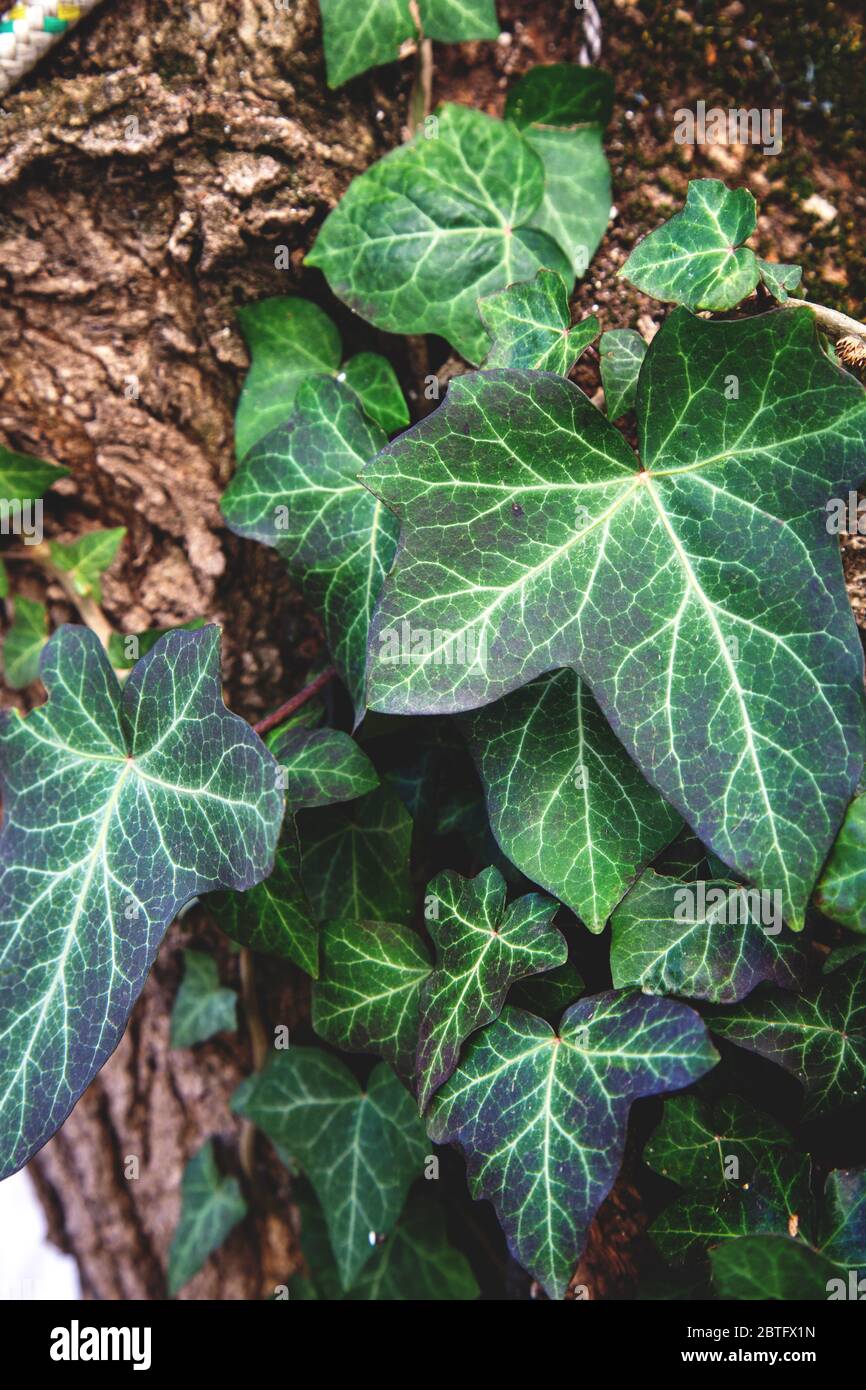 Tree vine texture hi-res stock photography and images - Alamy