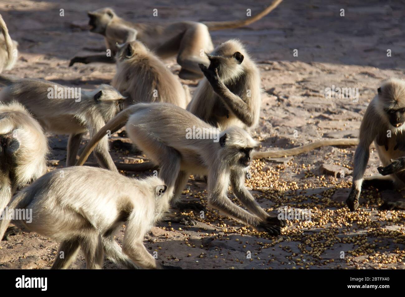 Animal freeloading hi-res stock photography and images - Alamy