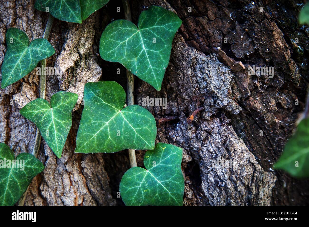 Vine wrapped around tree hi-res stock photography and images - Alamy