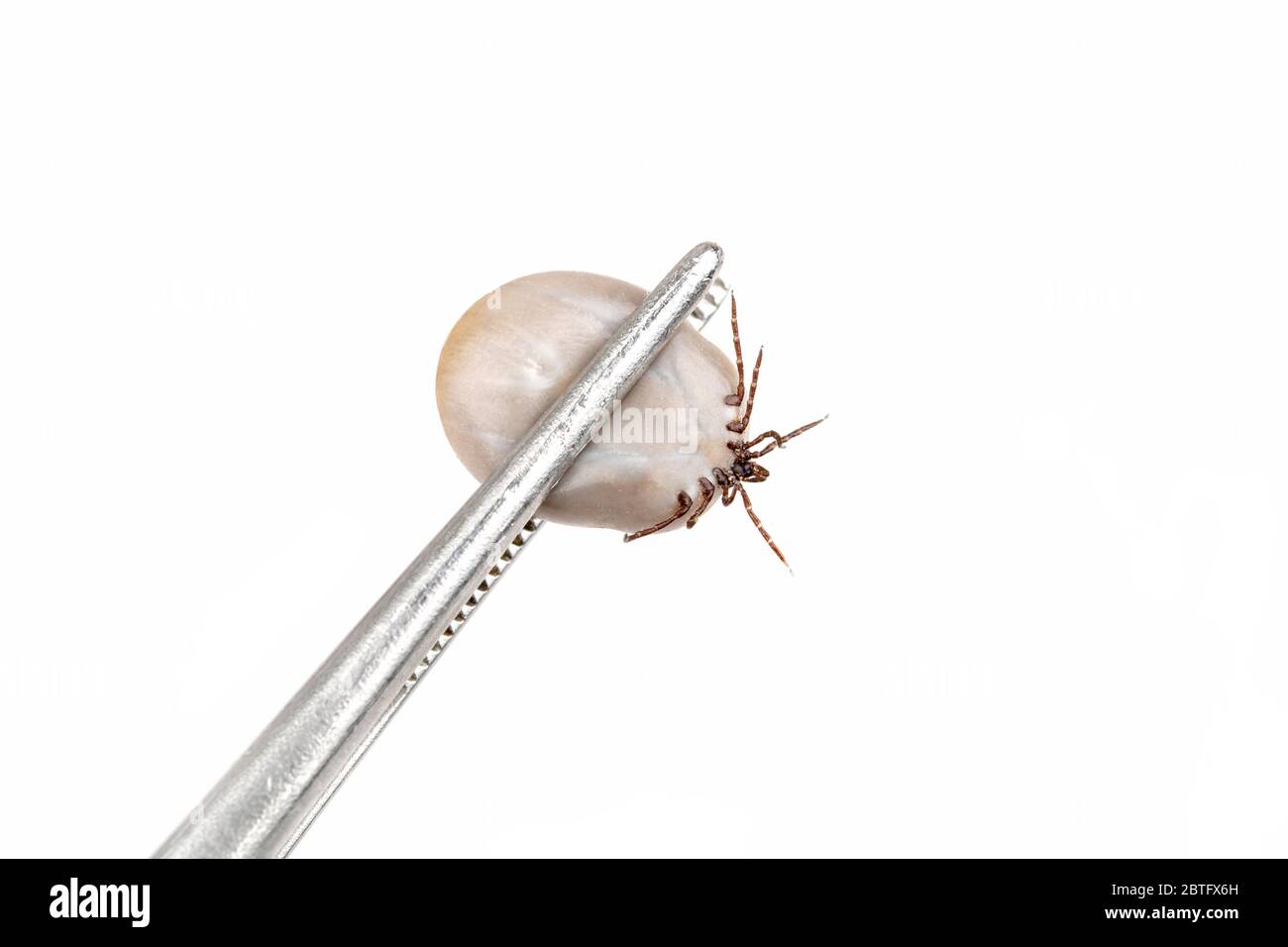Tick (Ixodes ricinus) filled with blood in tweezers isolated on white ...